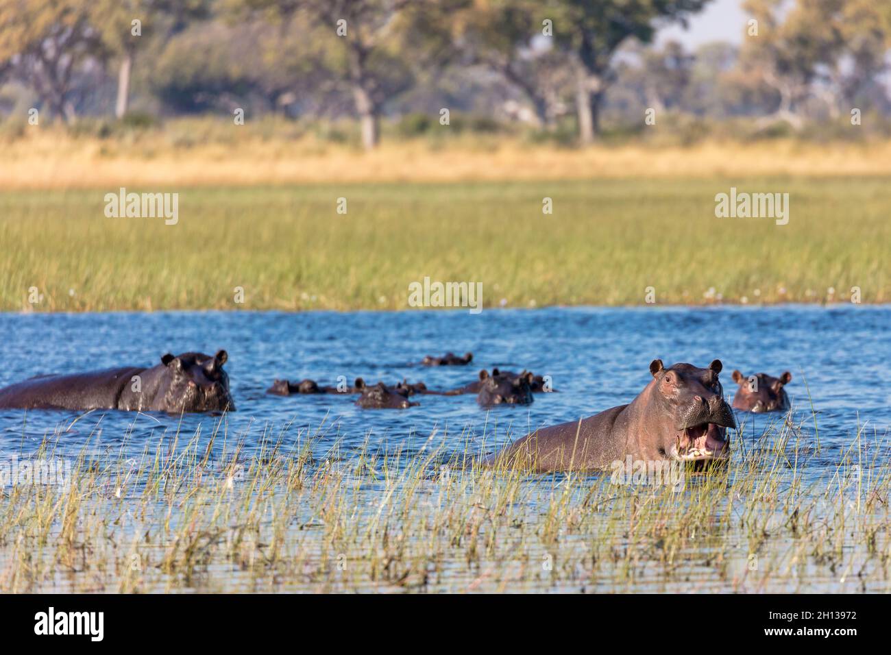 Common hippopotamus or hippo (Hippopotamus amphibius) showing ...