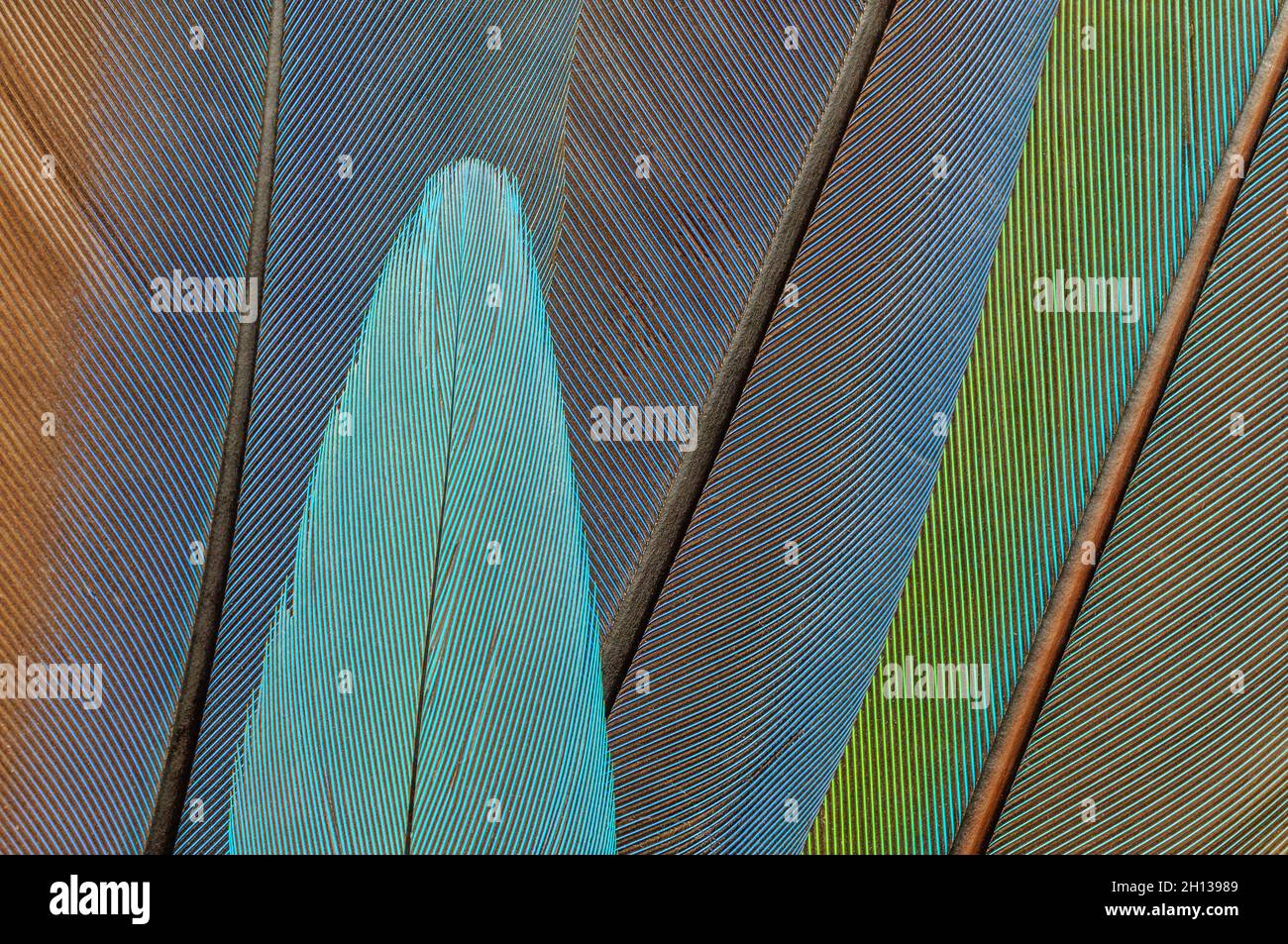 Detail of parrot feathers with bright colors Stock Photo - Alamy