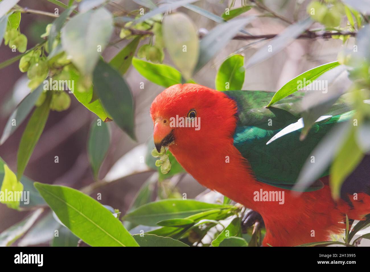 King parrot leaves hi-res stock photography and images - Alamy