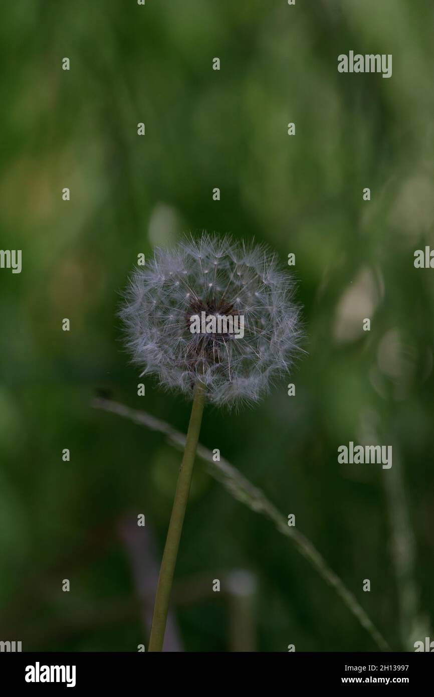 A lonely and blossomed dandelion, with white fluff, alone is sad in the ...