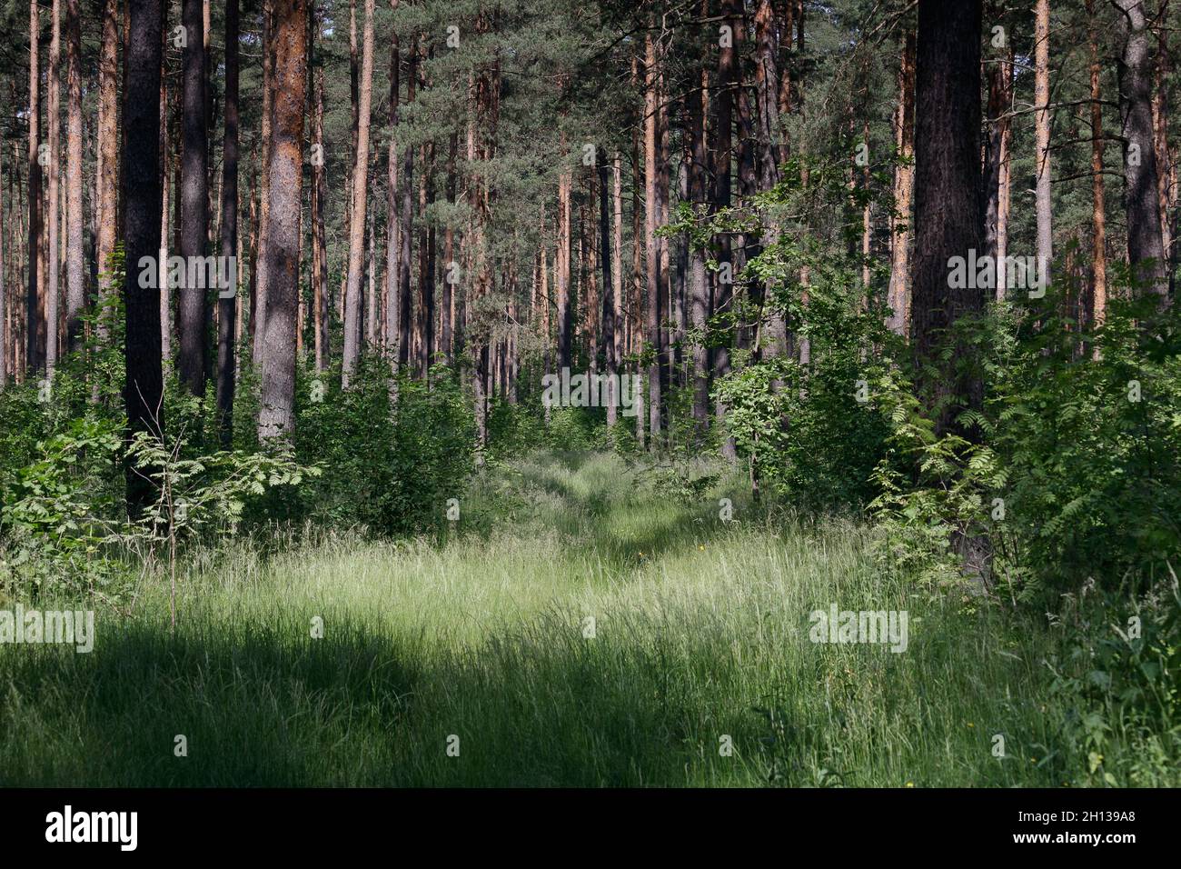 Very early hot summer morning. Nature untouched by people, a forest ...