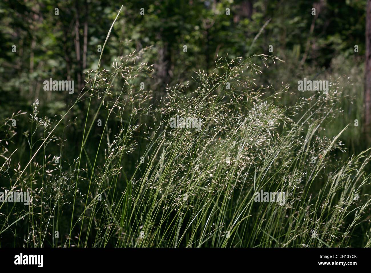 The wind tries to blow hundreds of green curves off the ground. The ...