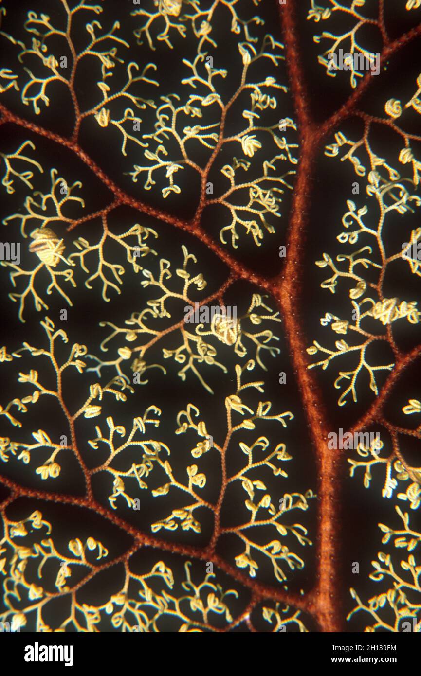 Basket Star, Astroboa nuda, The Ledge dive site, night dive, Taveuni ...