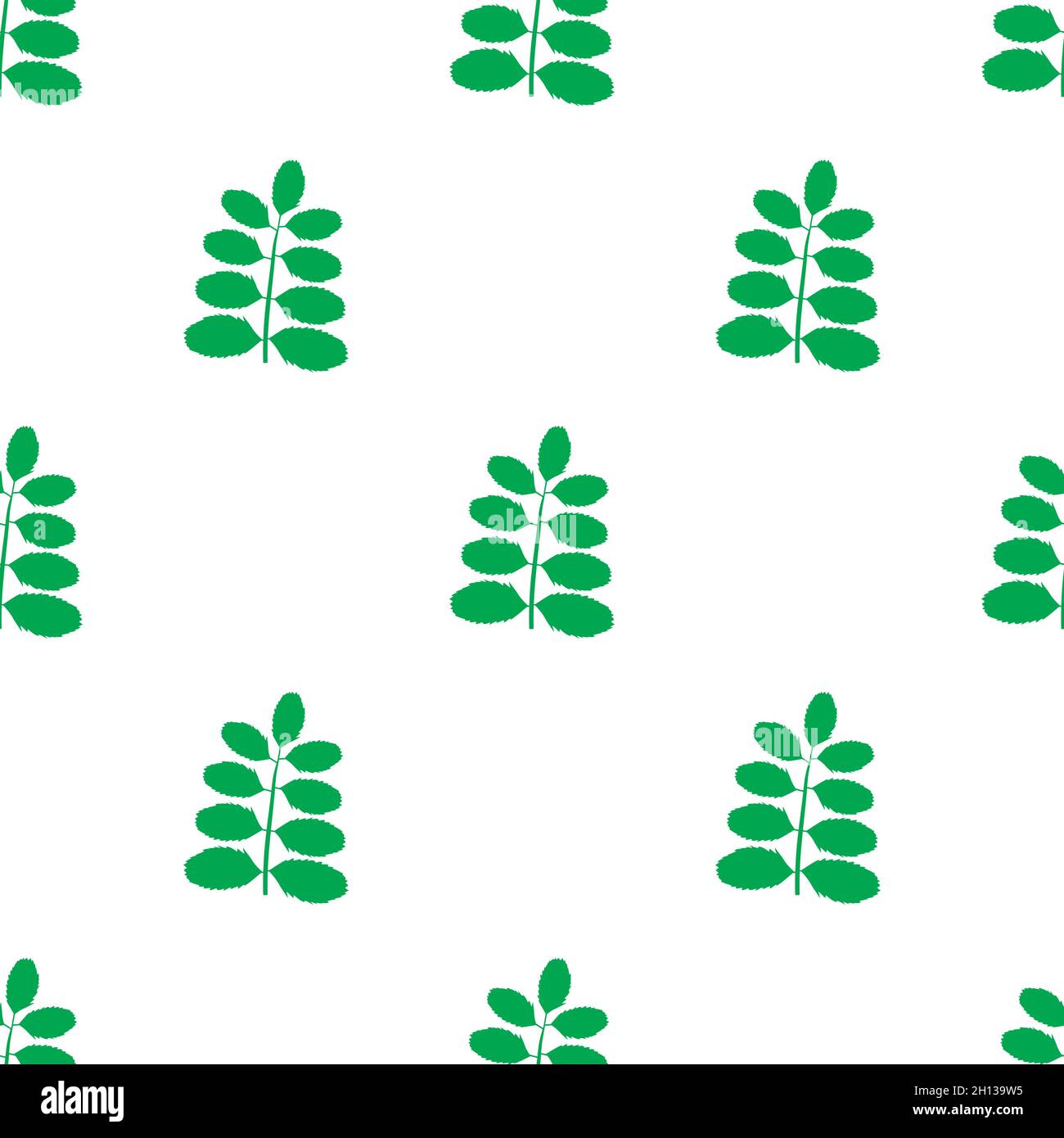 Acacia leaf pattern seamless background texture repeat wallpaper ...