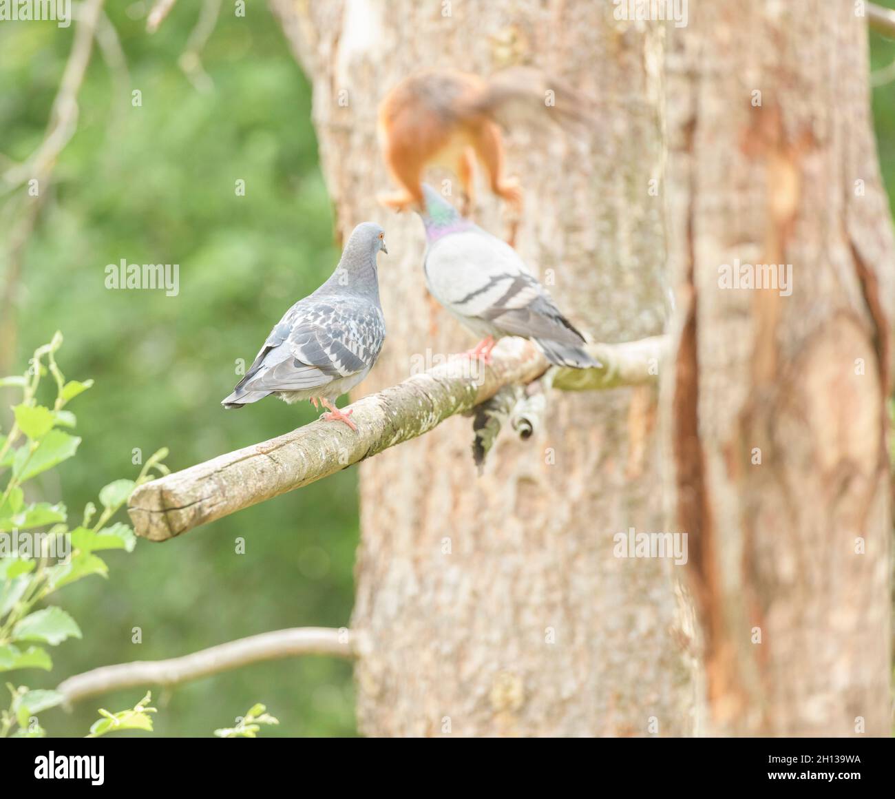 Pigeon hide hi-res stock photography and images - Alamy