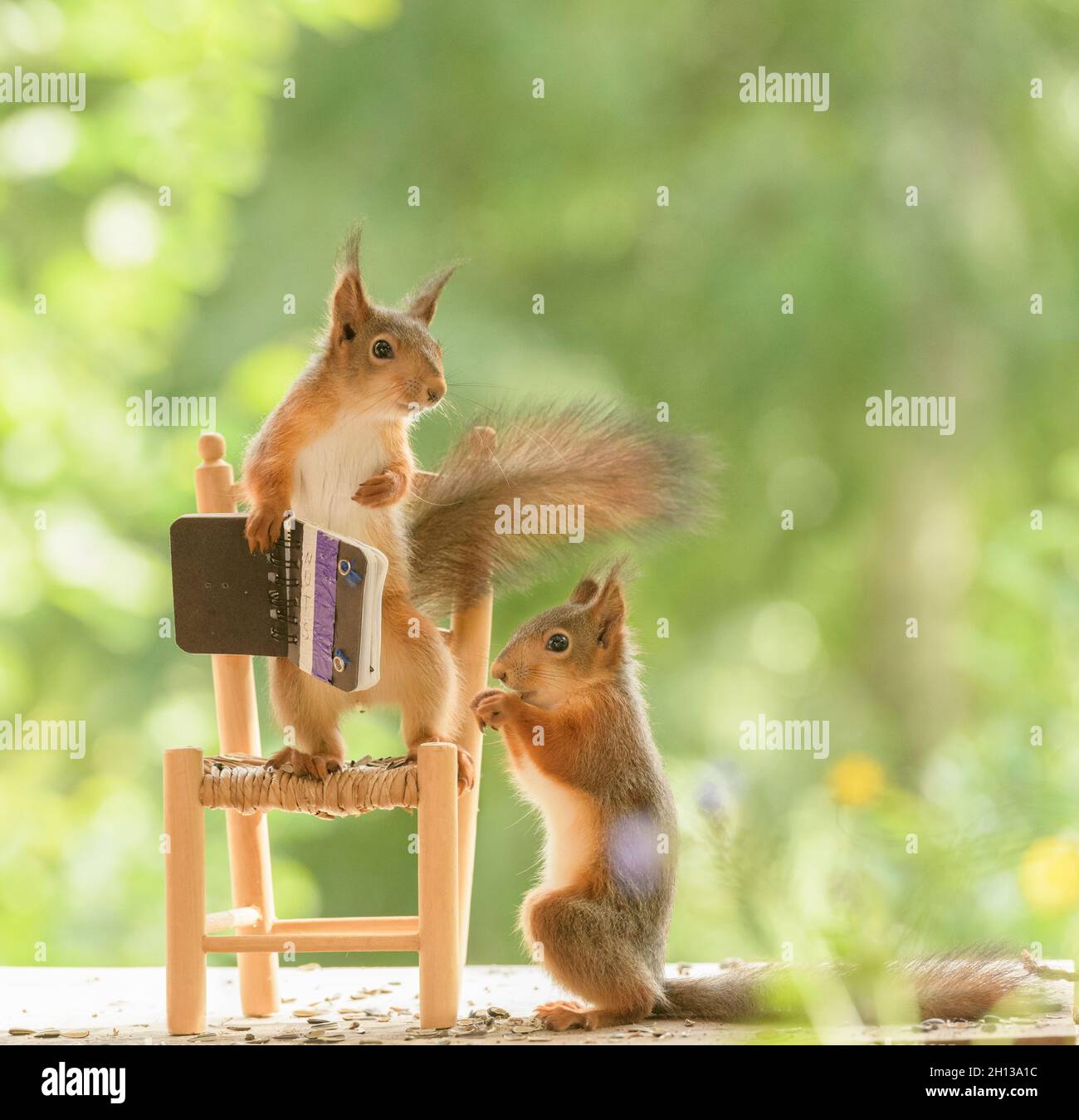 Red squirrel standing on chair hi-res stock photography and images - Alamy
