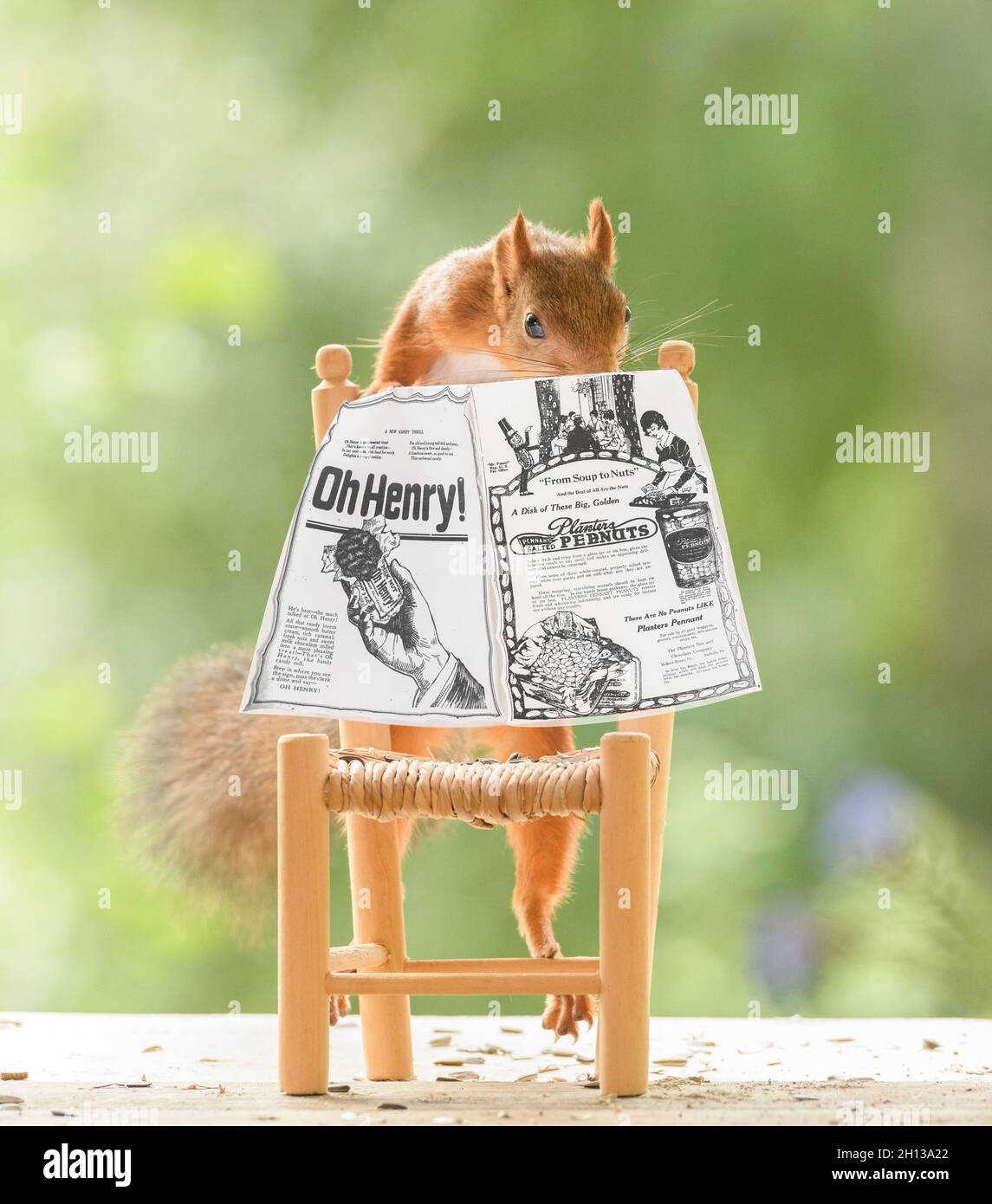 Red squirrel standing on chair hi-res stock photography and images - Alamy
