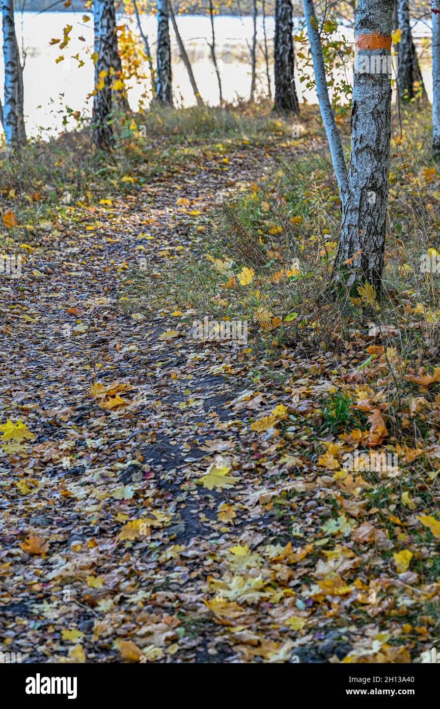 Trees with hiking markings hi-res stock photography and images - Alamy