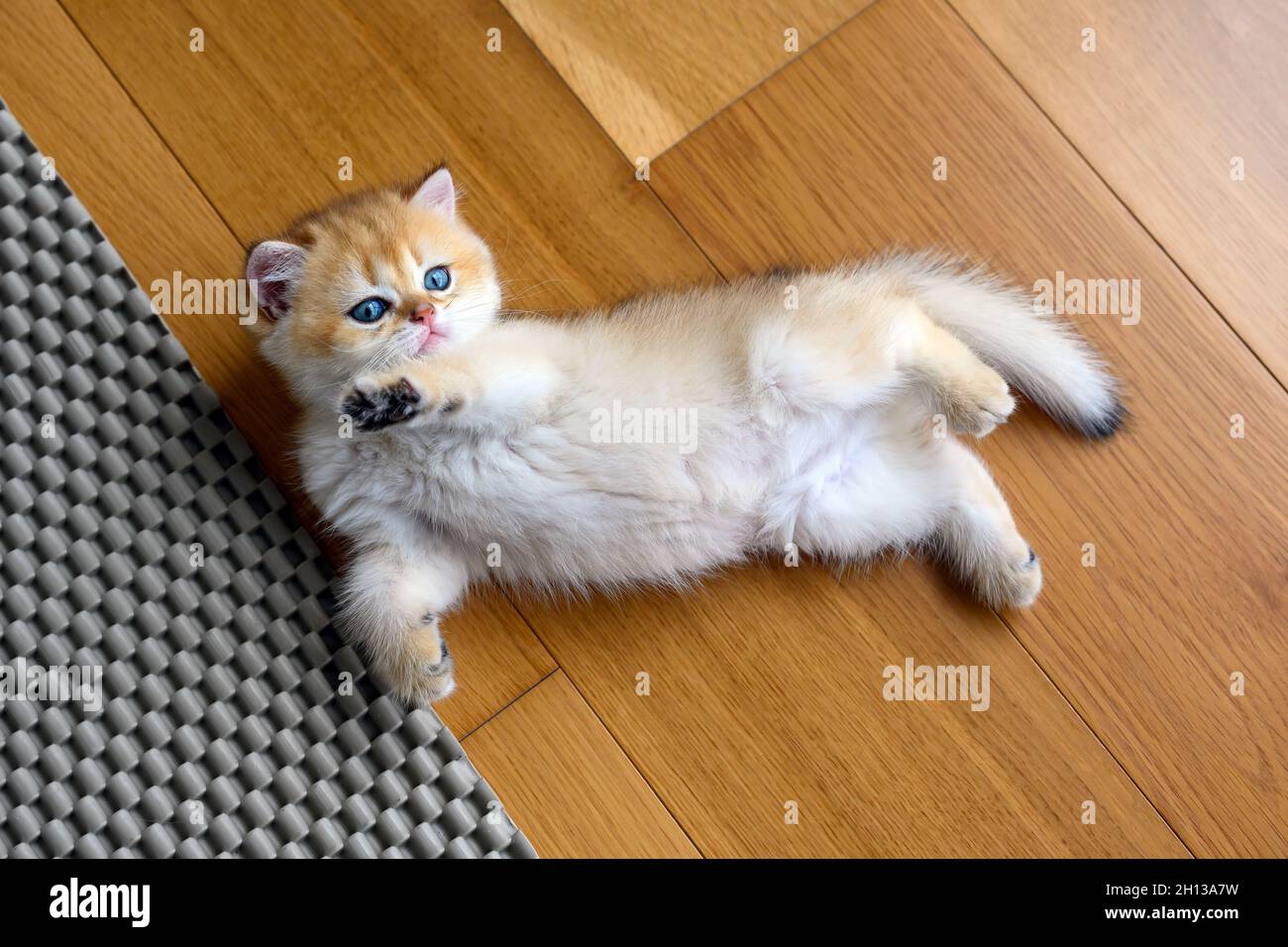 Kitten lying on the wooden floor in the room in the supine position and ...