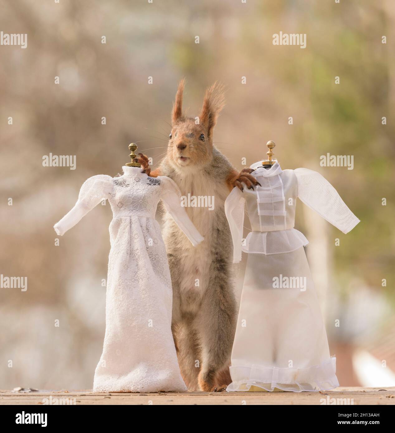 red squirrel is standing between wedding dresses Stock Photo - Alamy