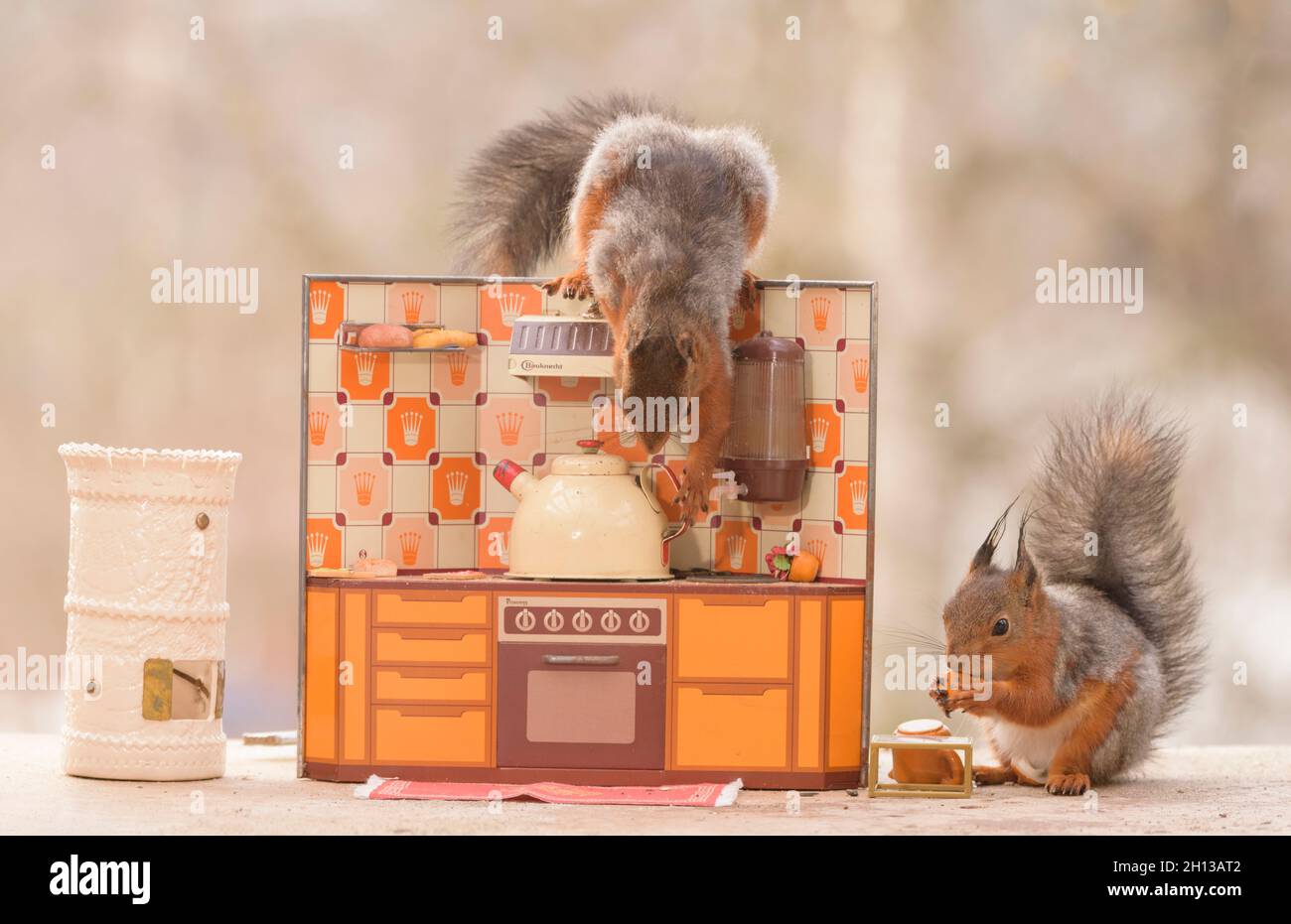 Cook squirrel hi-res stock photography and images - Alamy
