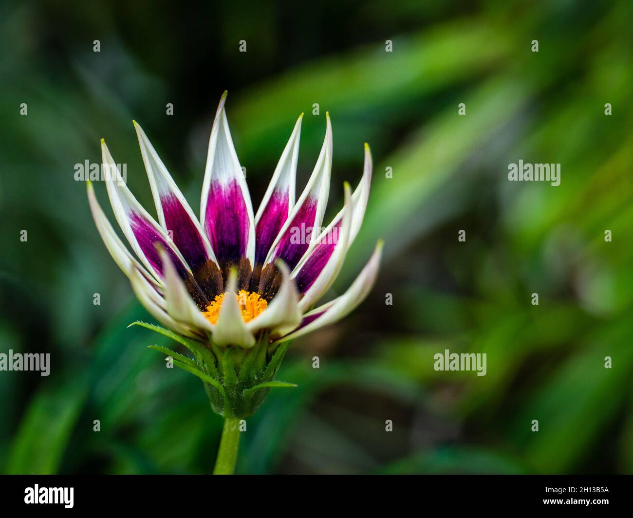 Purple outlines hi-res stock photography and images - Alamy