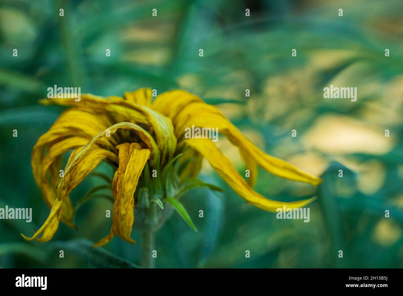 A drying up yellow flower show concept of dying or death Stock Photo ...