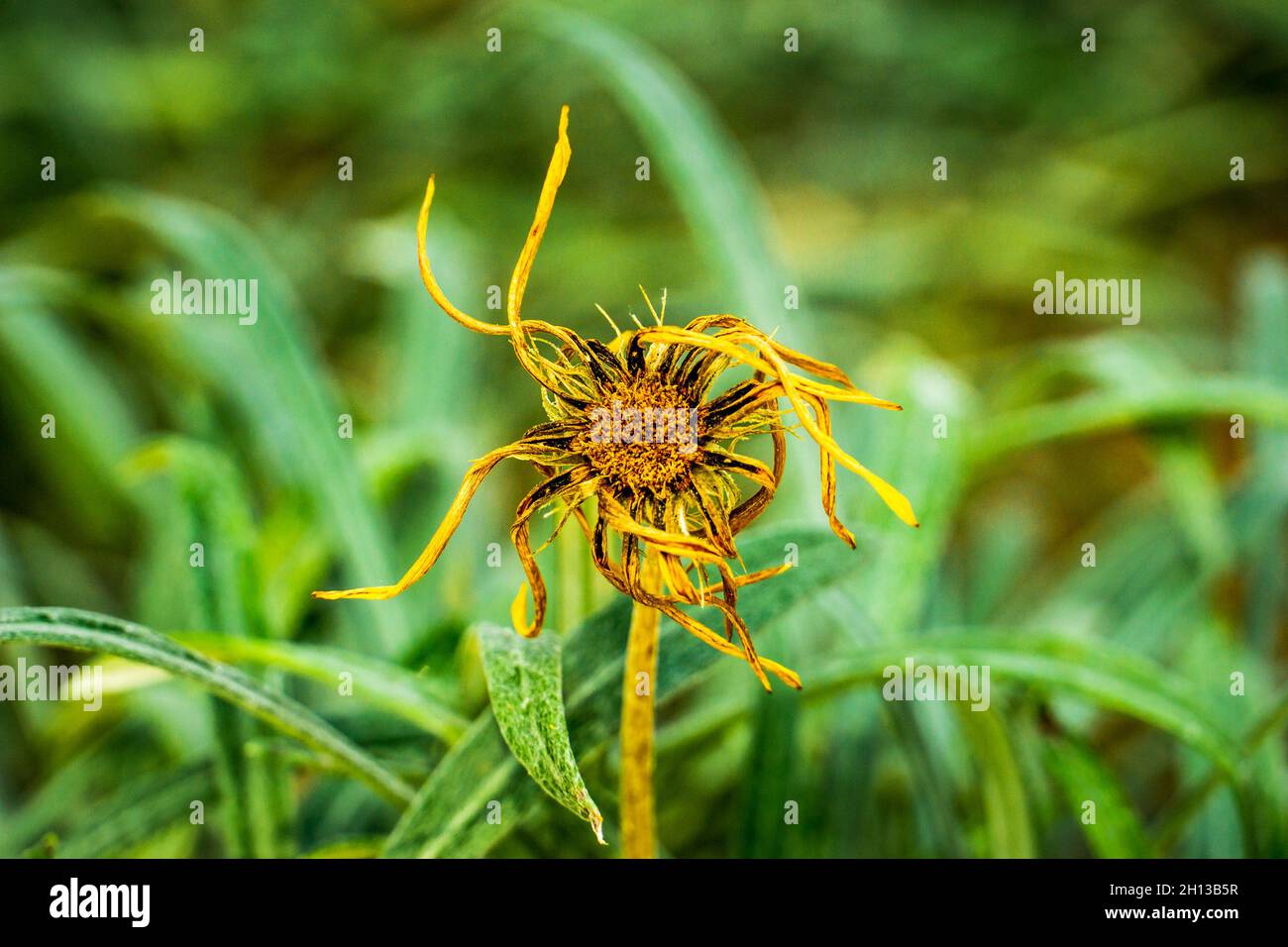 A drying up yellow flower show concept of dying or death Stock Photo ...