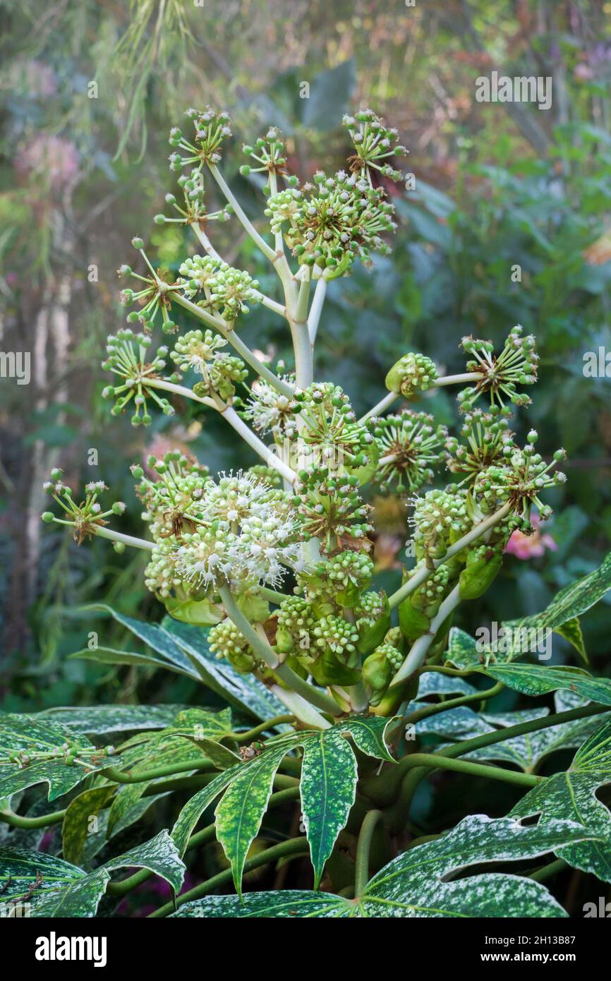 A beautiful Ivy flower (Hedera helix) growing in the countryside Stock ...