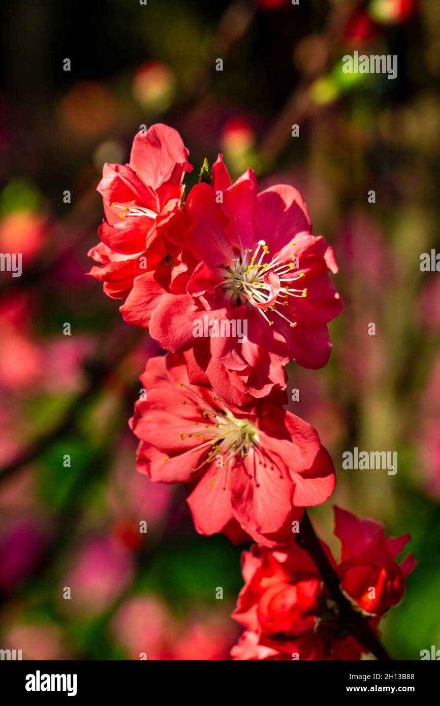 Red sakura hi-res stock photography and images - Alamy