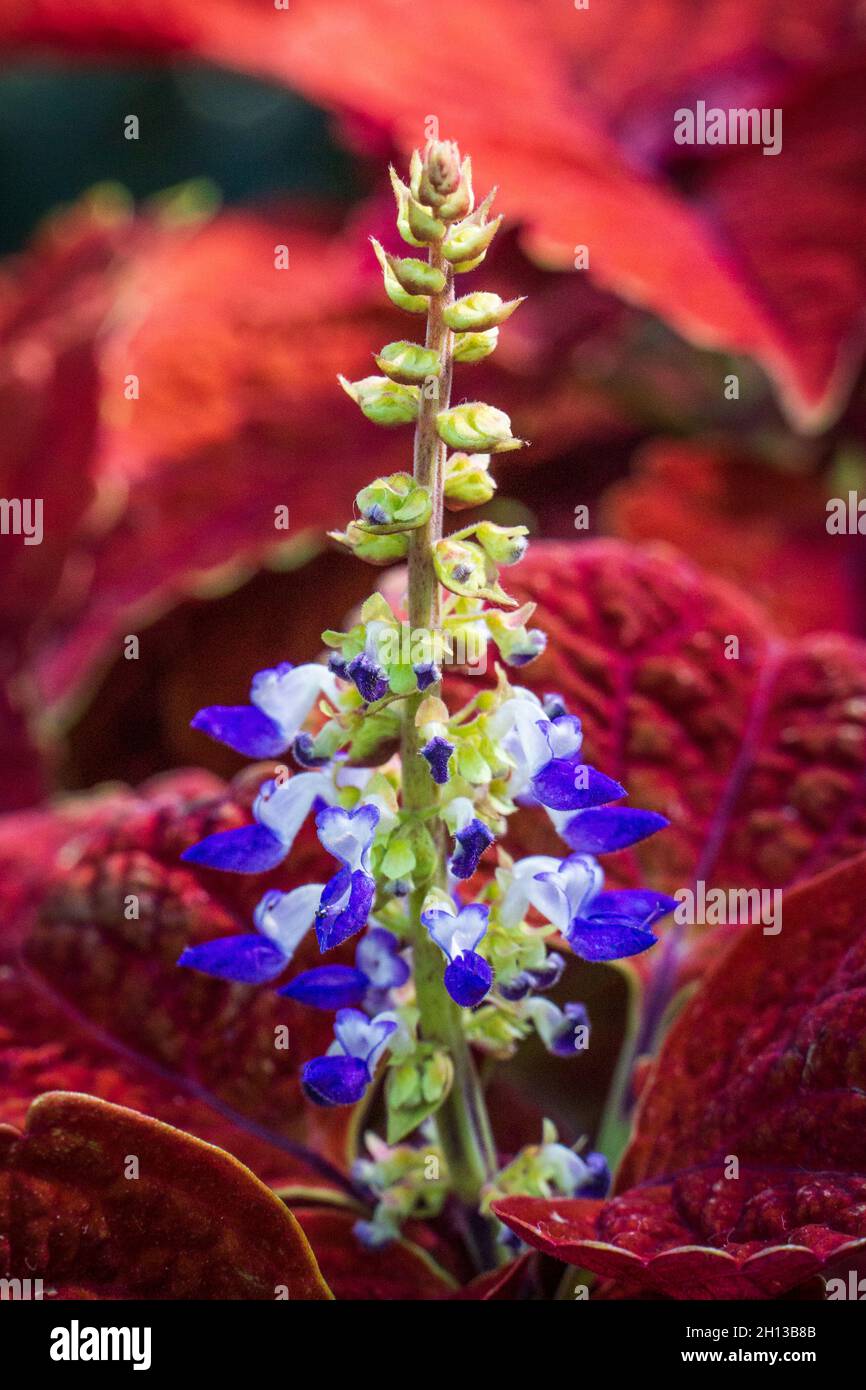 Purple Coleus Solenostemon scutellarioides Stock Photo - Alamy