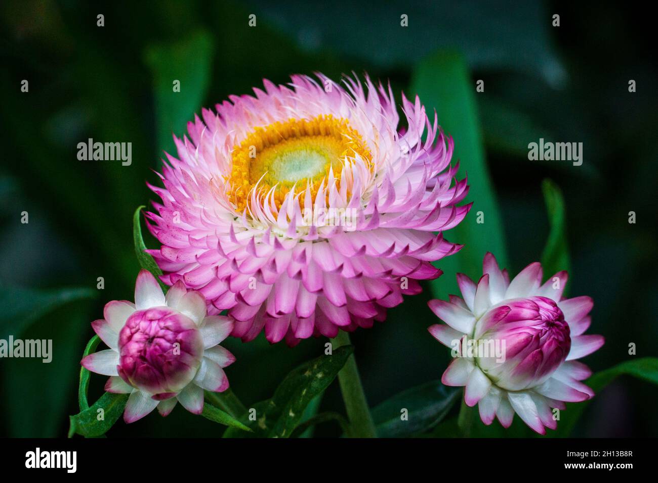 Flower strawflower bracteantha bracteata hi-res stock photography and ...