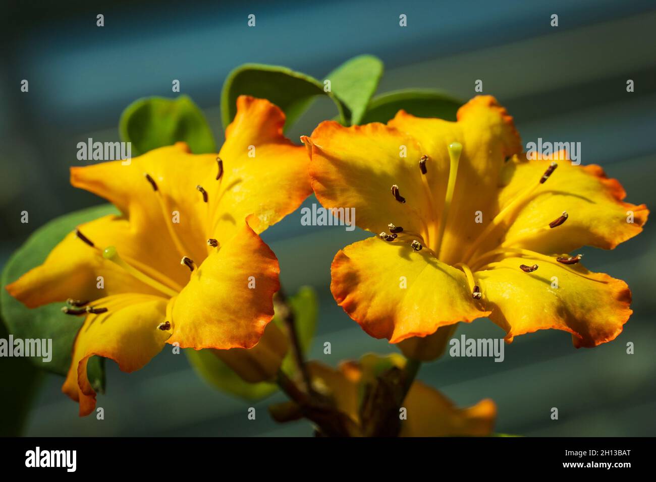 Vireya rhododendrons blossom, Vireyas are a subgenus of rhododendron ...
