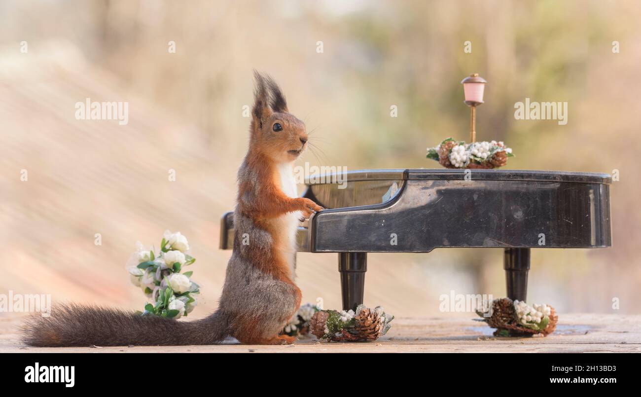 Animal playing piano hi-res stock photography and images - Alamy