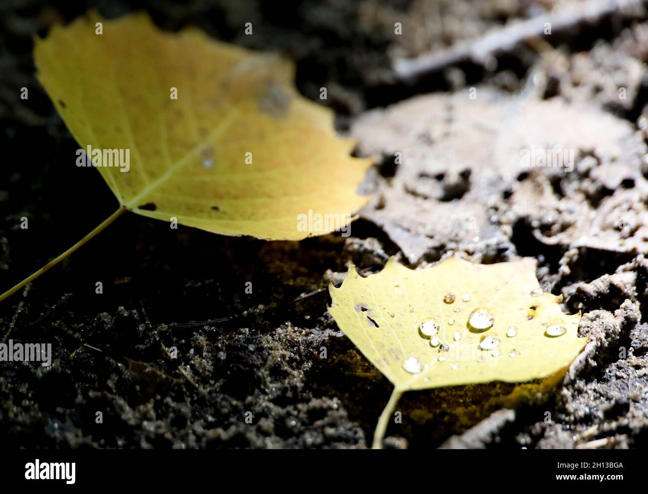 Selective focus shot of a yellow fall leaf covered in mud and dew Stock ...