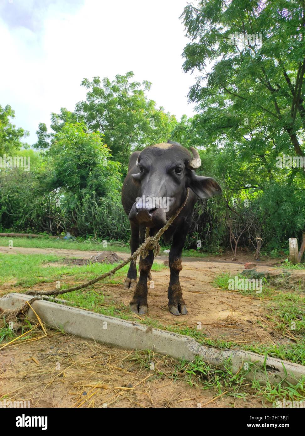 Close up shot of a black cow standing in farm with a rope, in the ...