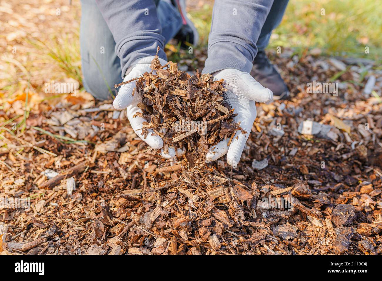 hands man gardening gloves show quality of sawdust wood mulch or rotted ...