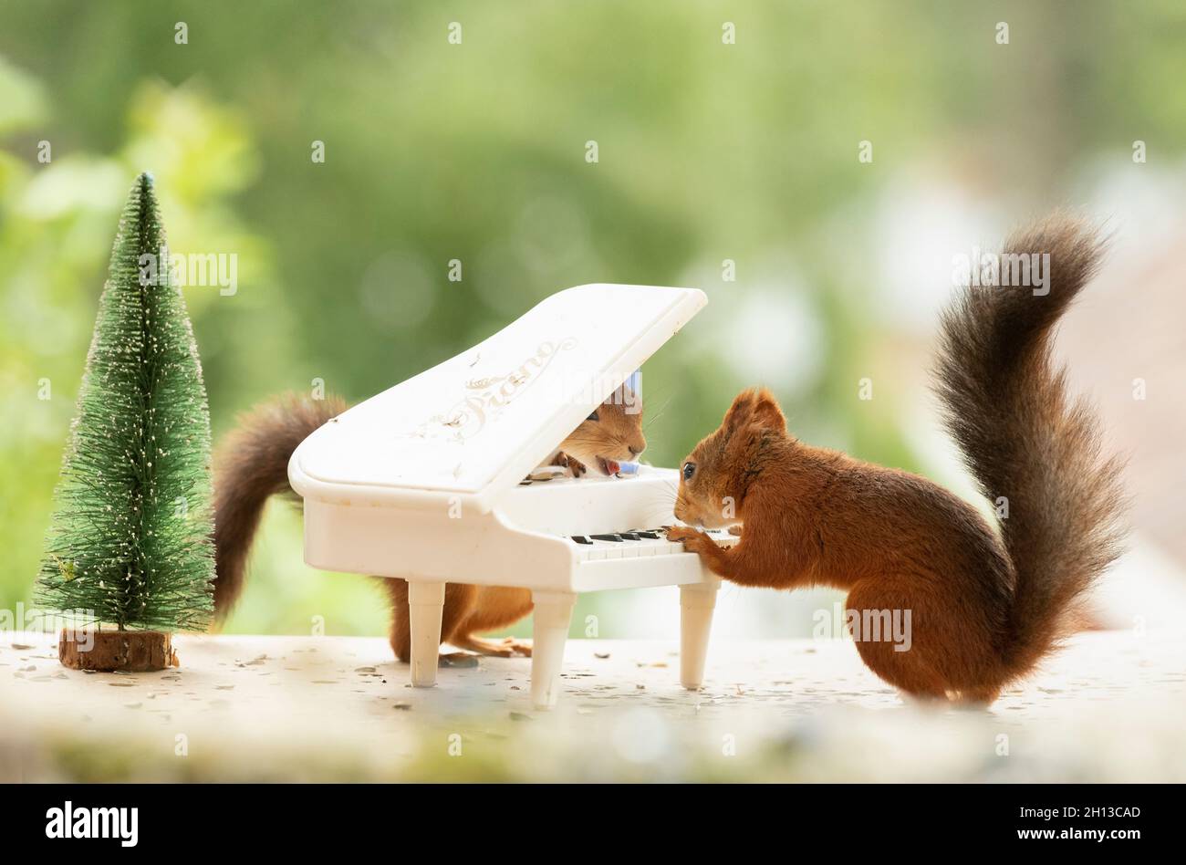 Animal playing piano hi-res stock photography and images - Alamy