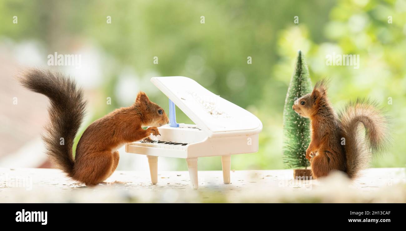 Animal playing piano hi-res stock photography and images - Alamy