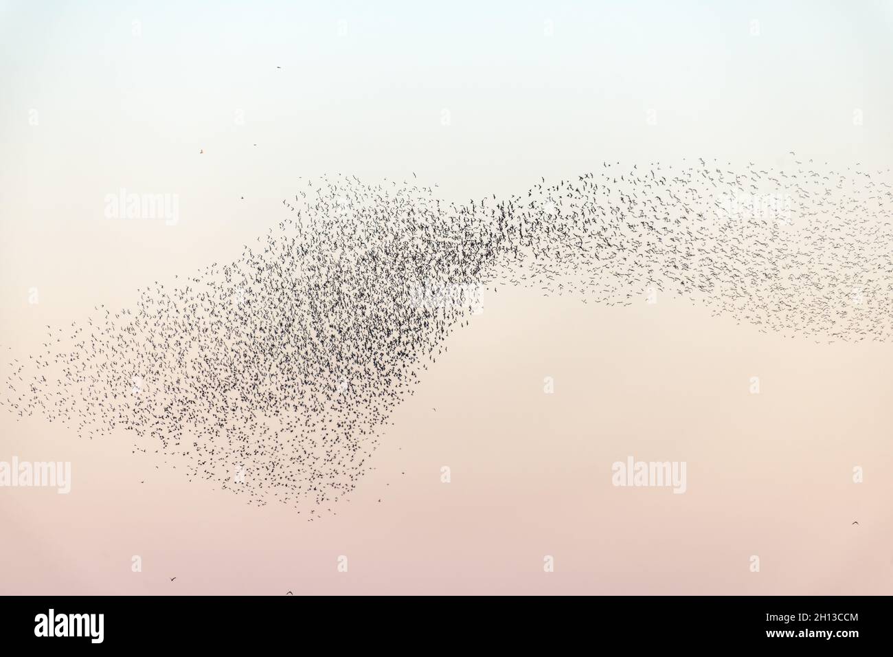 Cloud of starlings. Thousands of starlings synchronize their flight in ...