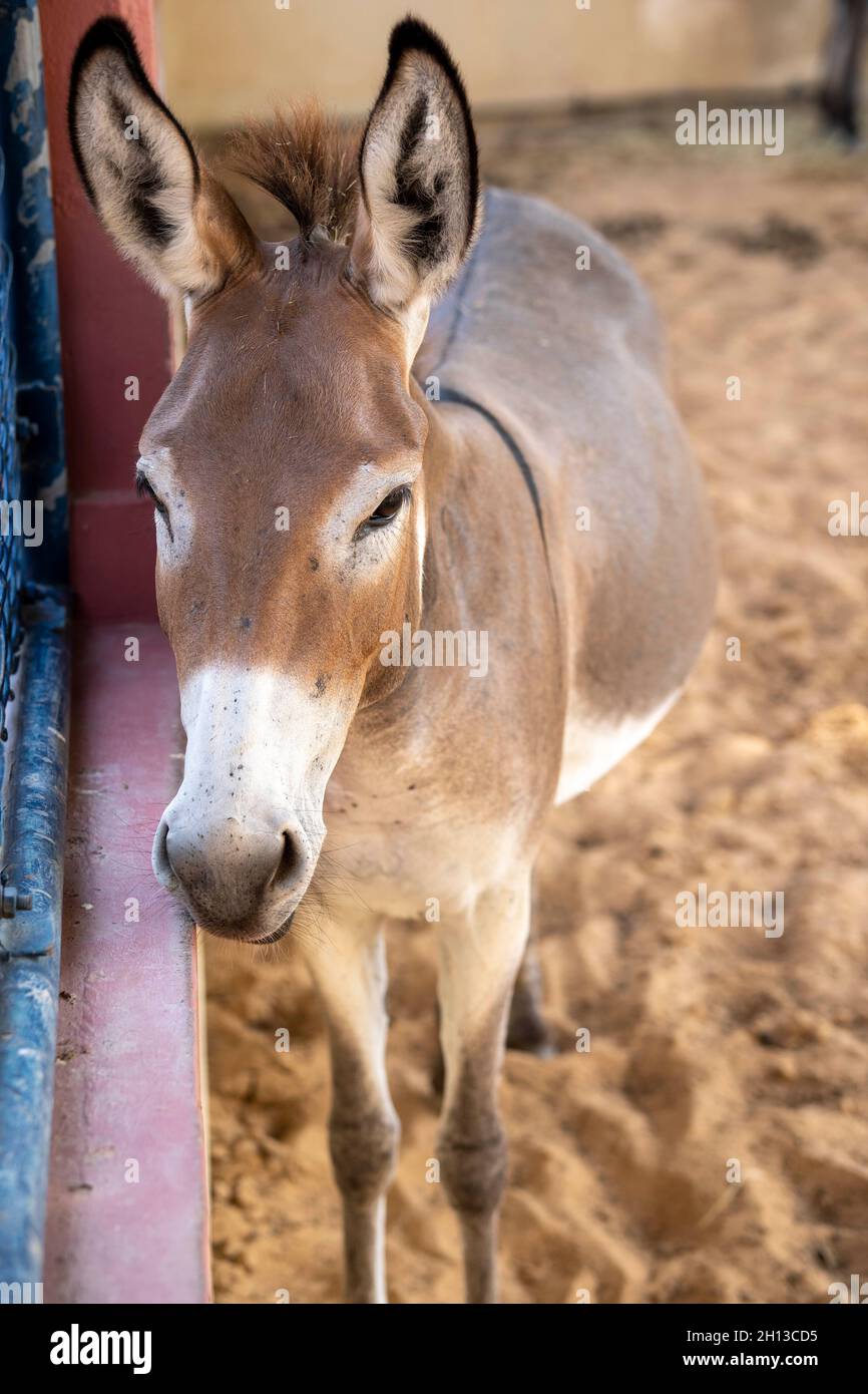 Two donkeys stand hi-res stock photography and images - Alamy