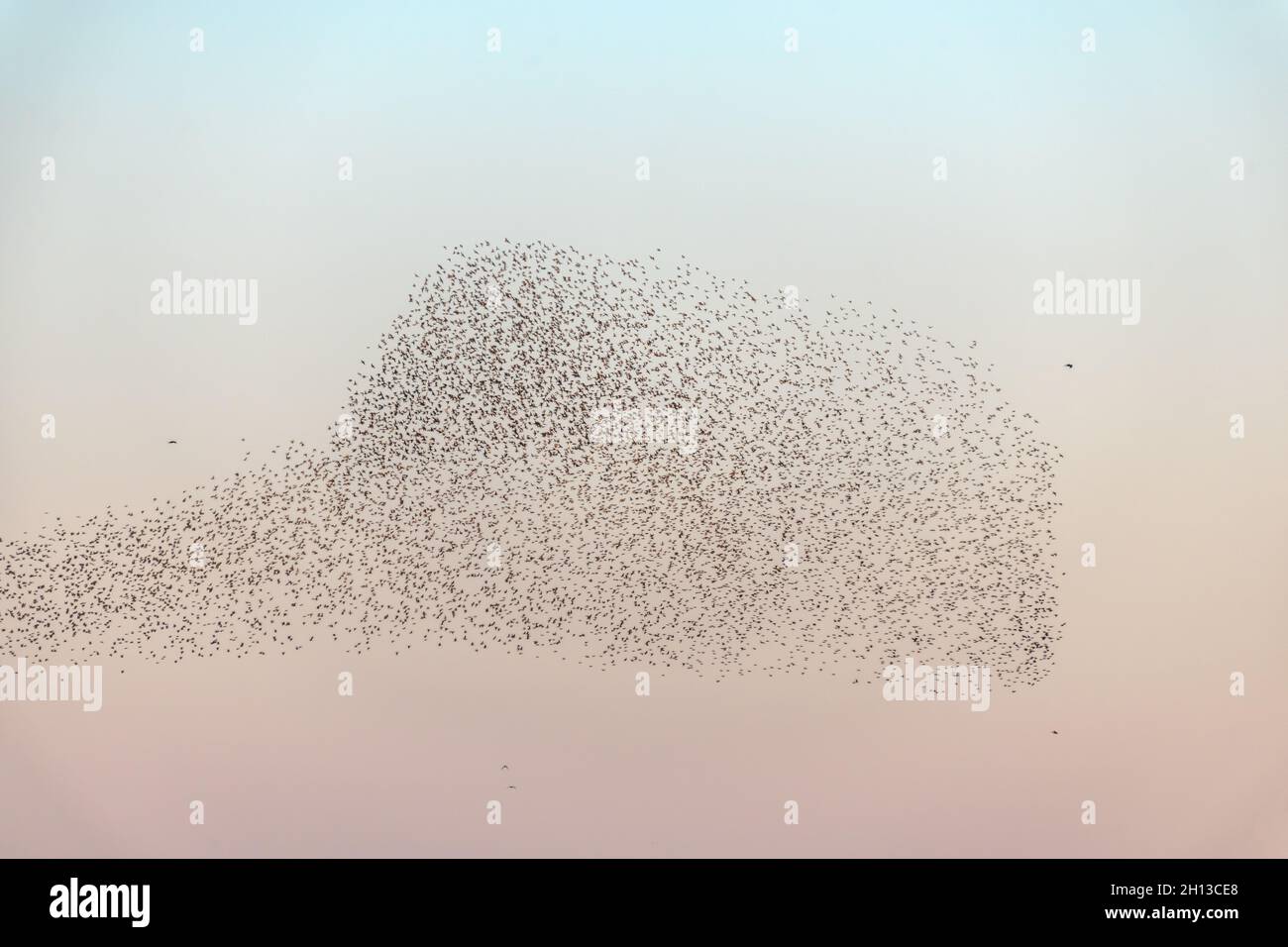 Cloud of starlings. Thousands of starlings synchronize their flight in ...