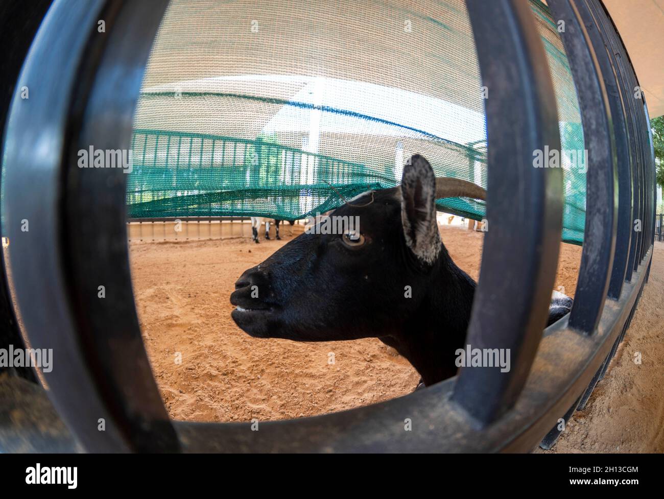 Close up fisheye view of a domestic goat head through a fence in a zoo ...