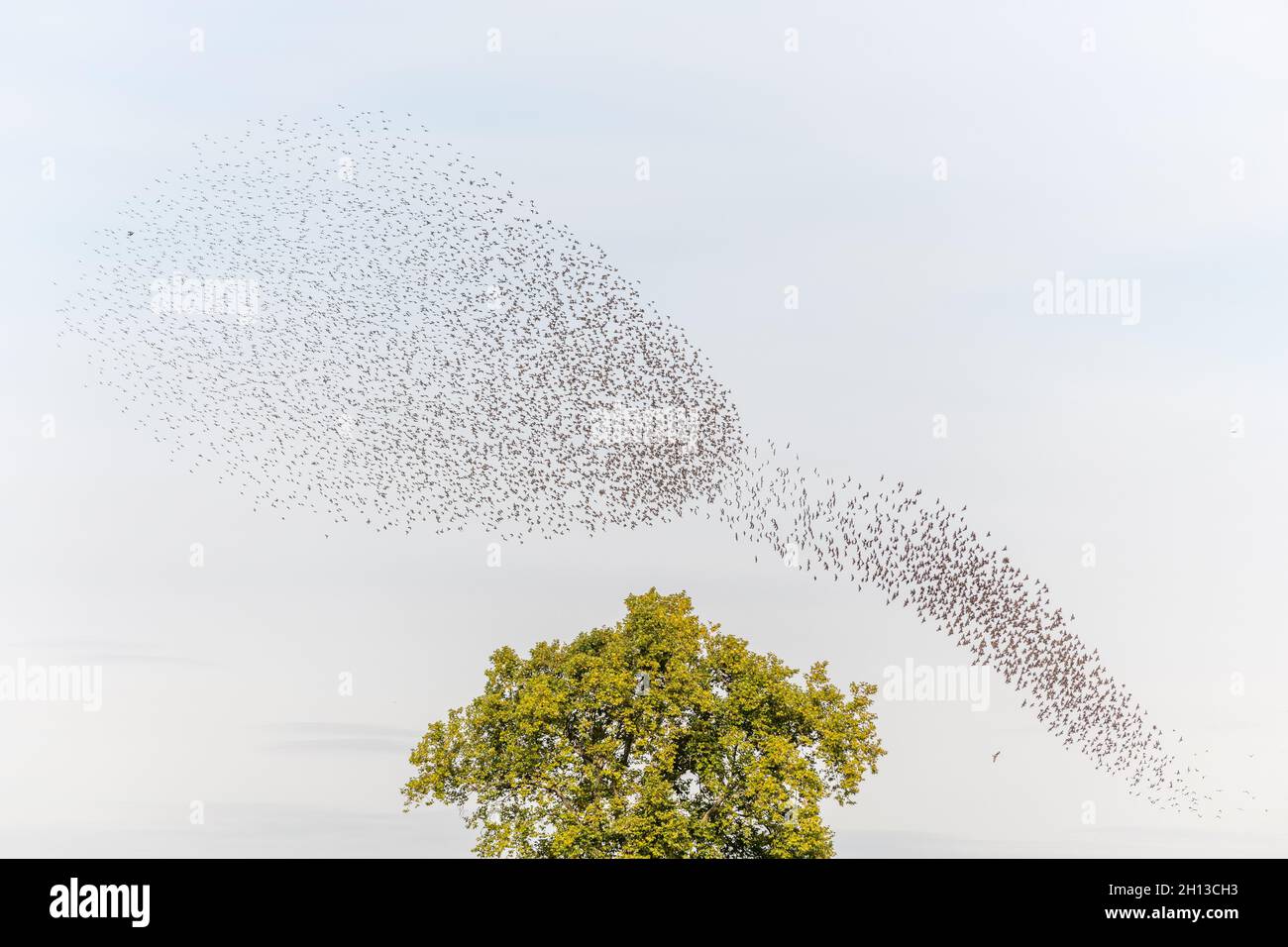 Cloud of starlings. Thousands of starlings synchronize their flight in ...