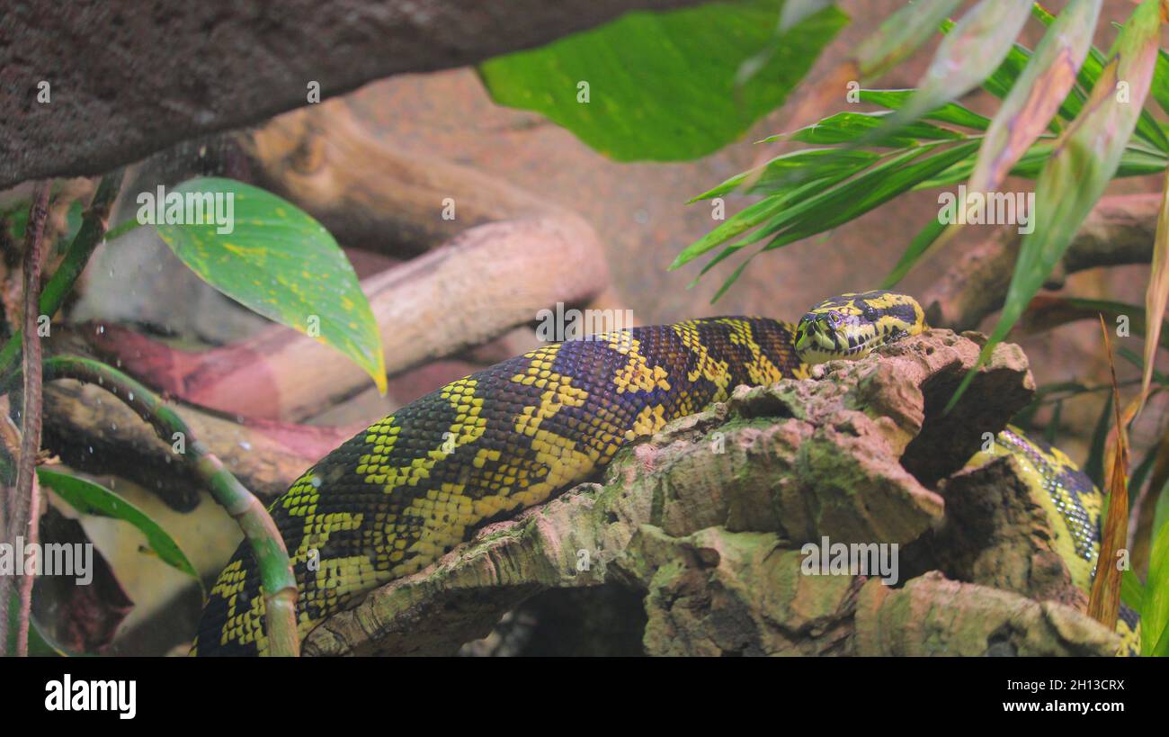Spilota High Resolution Stock Photography and Images - Alamy