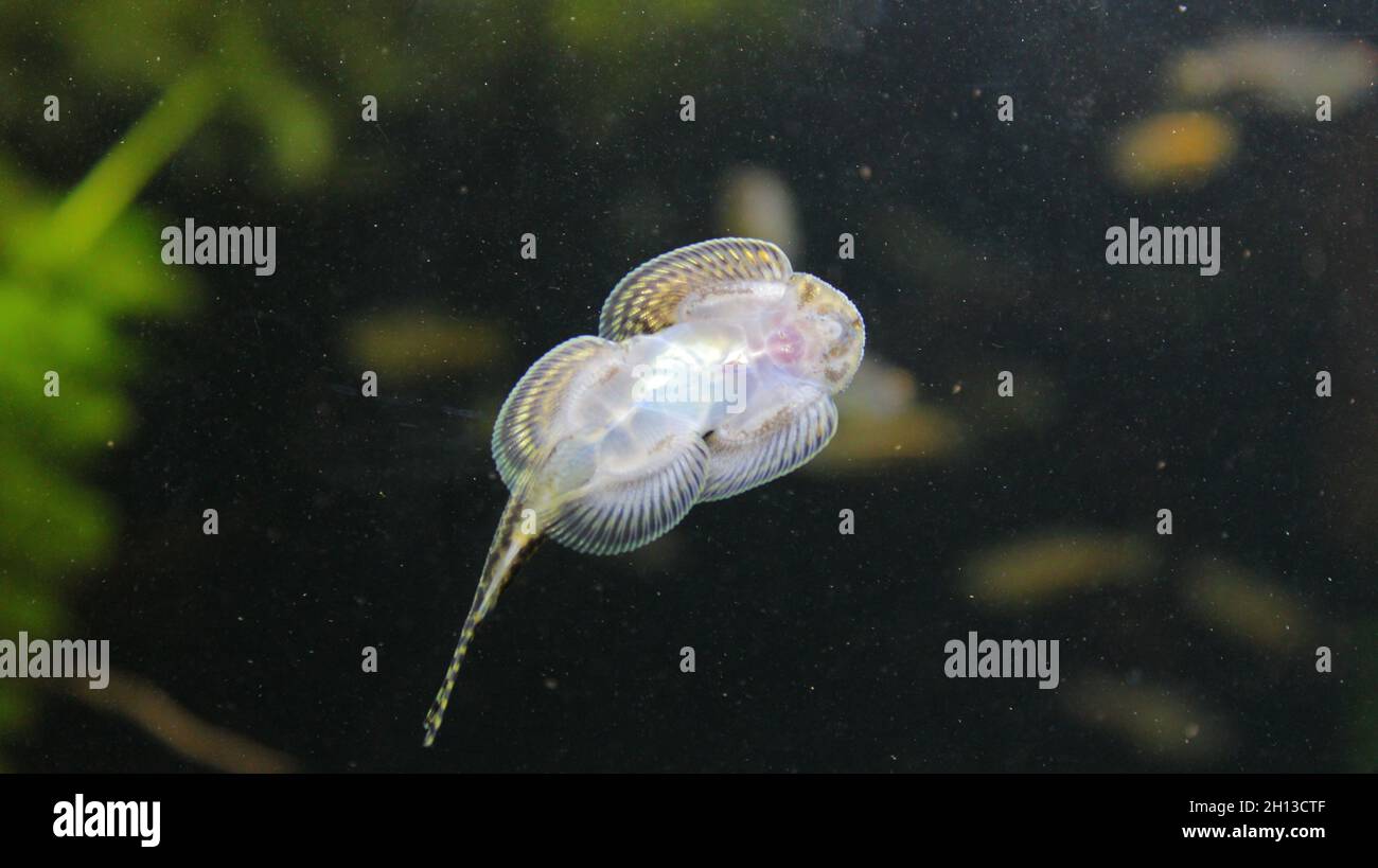 Sewellia lineolata sewellia lineolata hi-res stock photography and ...