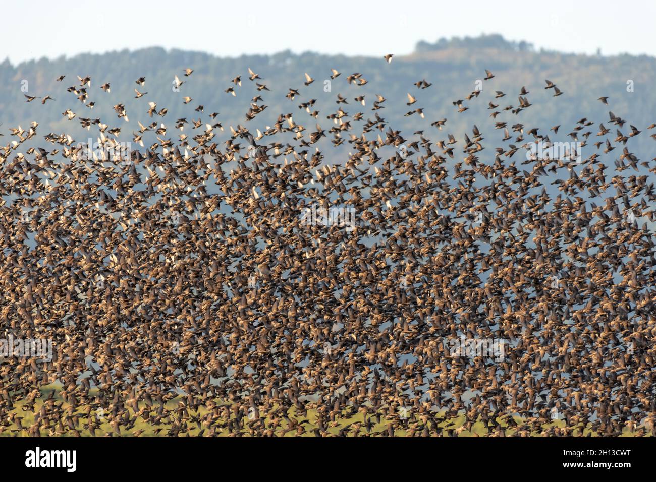 Cloud of starlings. Thousands of starlings synchronize their flight in ...