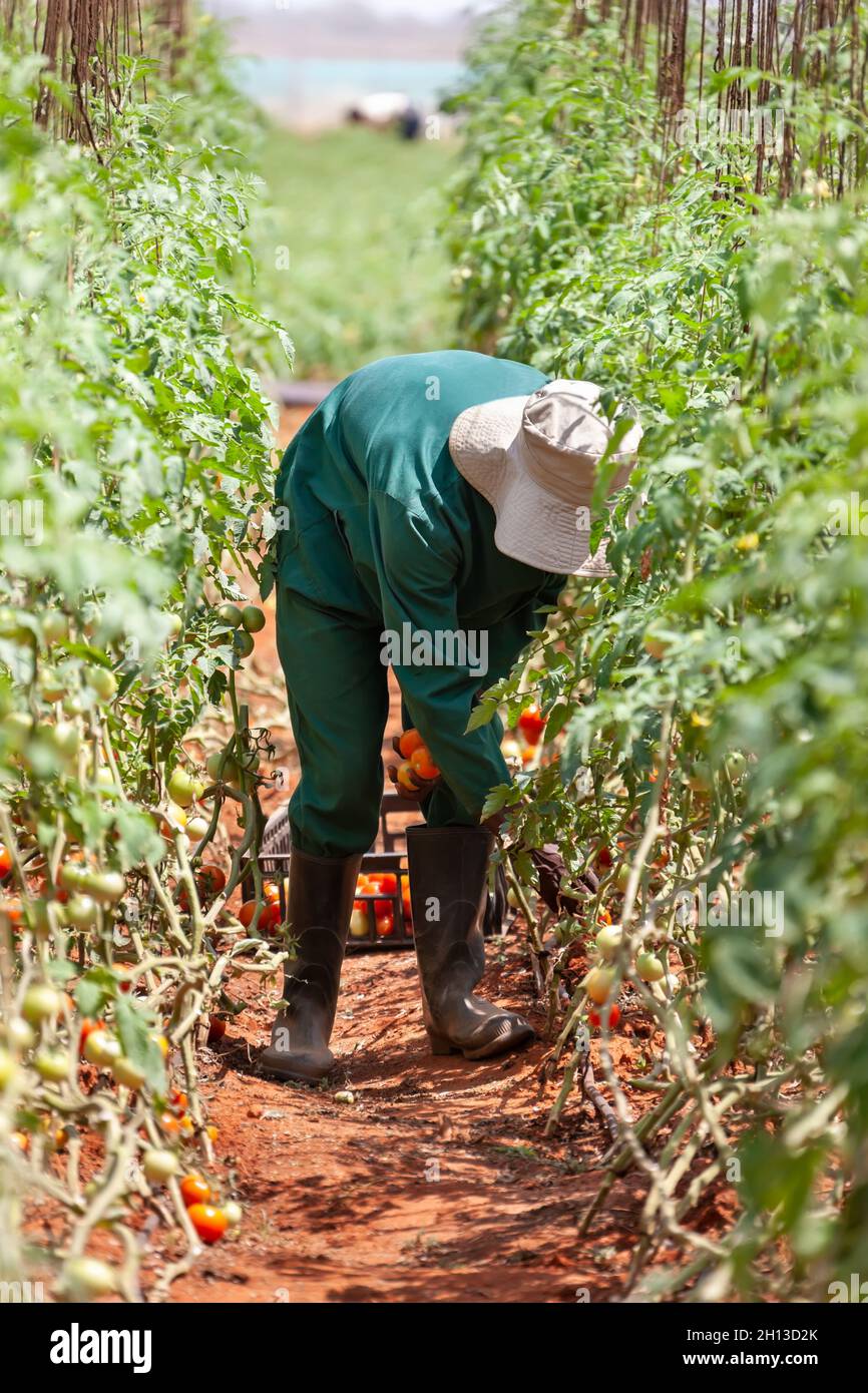 African farm worker collecting tomatoes in a greenhouse Stock Photo - Alamy