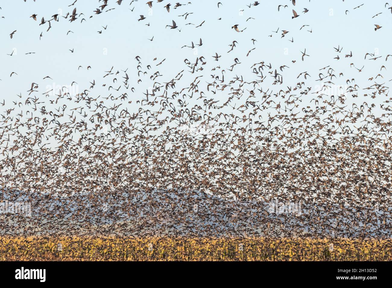 Cloud of starlings. Thousands of starlings synchronize their flight in ...