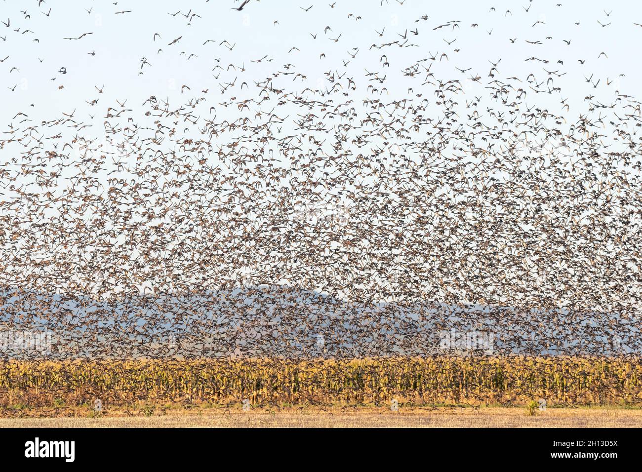 Cloud of starlings. Thousands of starlings synchronize their flight in ...