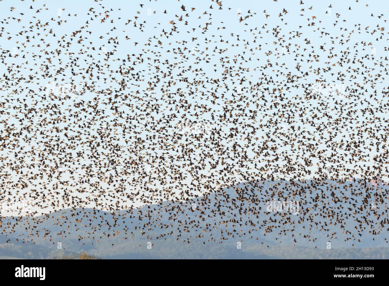 Cloud of starlings. Thousands of starlings synchronize their flight in ...