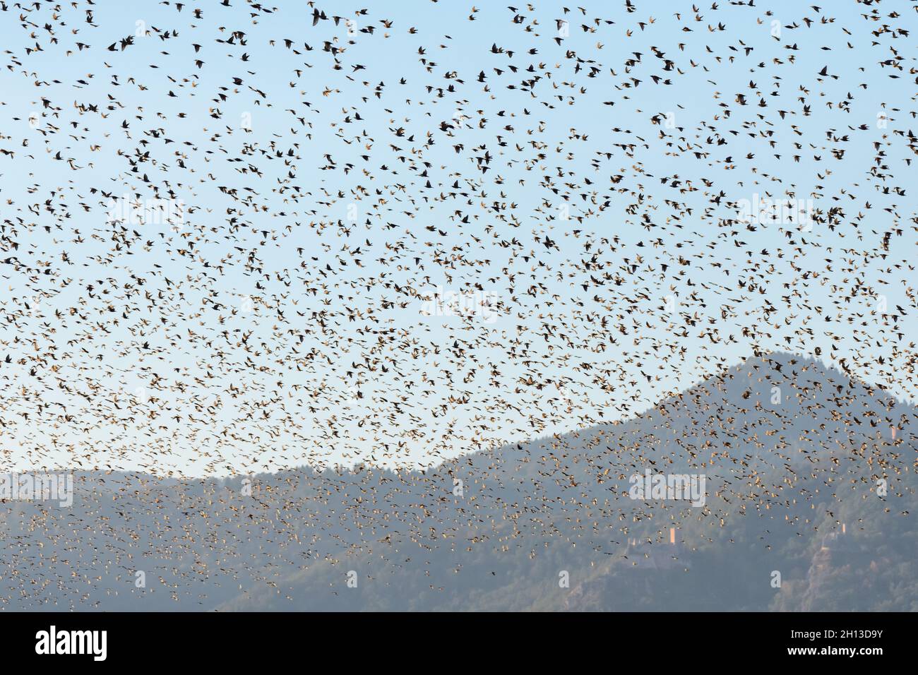 Cloud of starlings. Thousands of starlings synchronize their flight in ...
