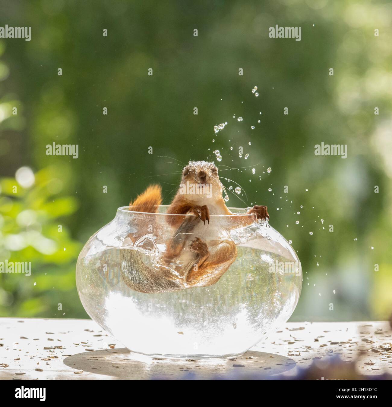 Squirrel swimming hi-res stock photography and images - Alamy