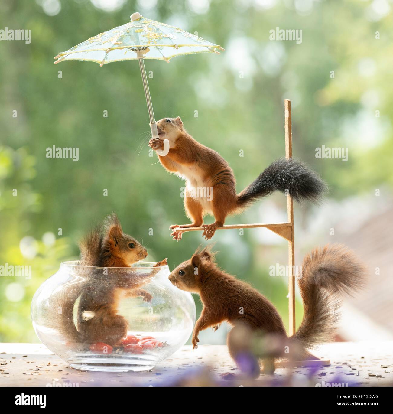 Red squirrels are sitting in an fish bowl hi-res stock photography and ...