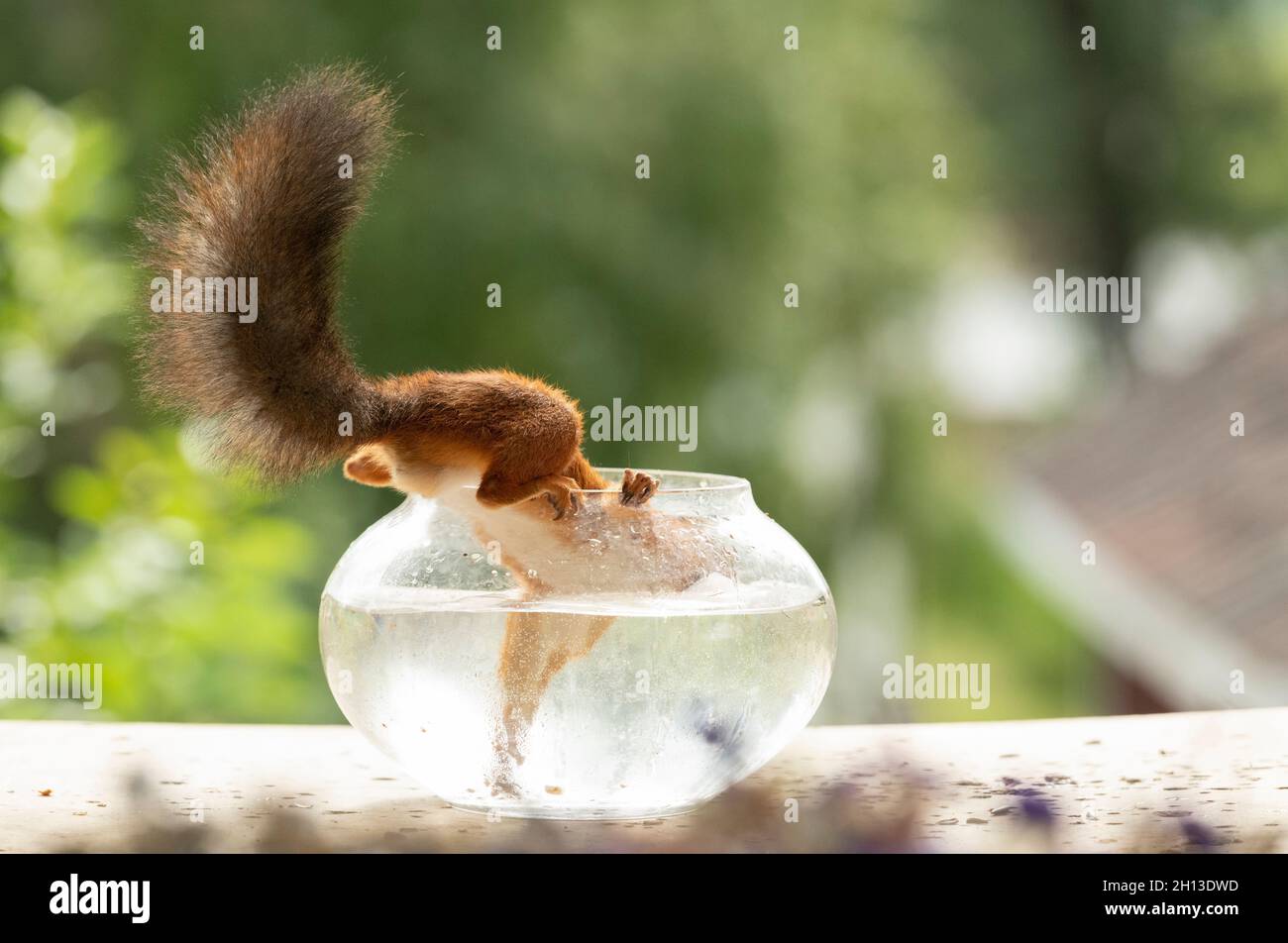 Squirrel swimming hi-res stock photography and images - Alamy