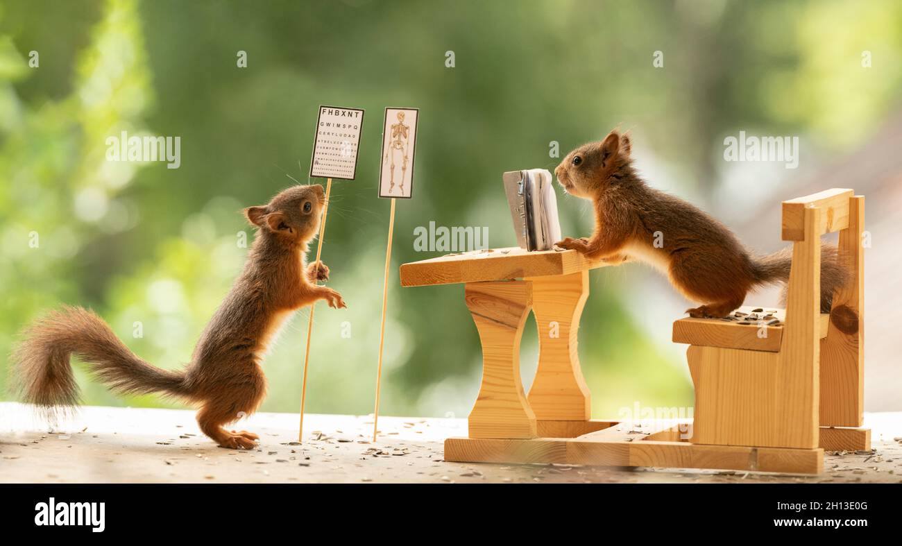 young red squirrels are standing with desk and book Stock Photo - Alamy