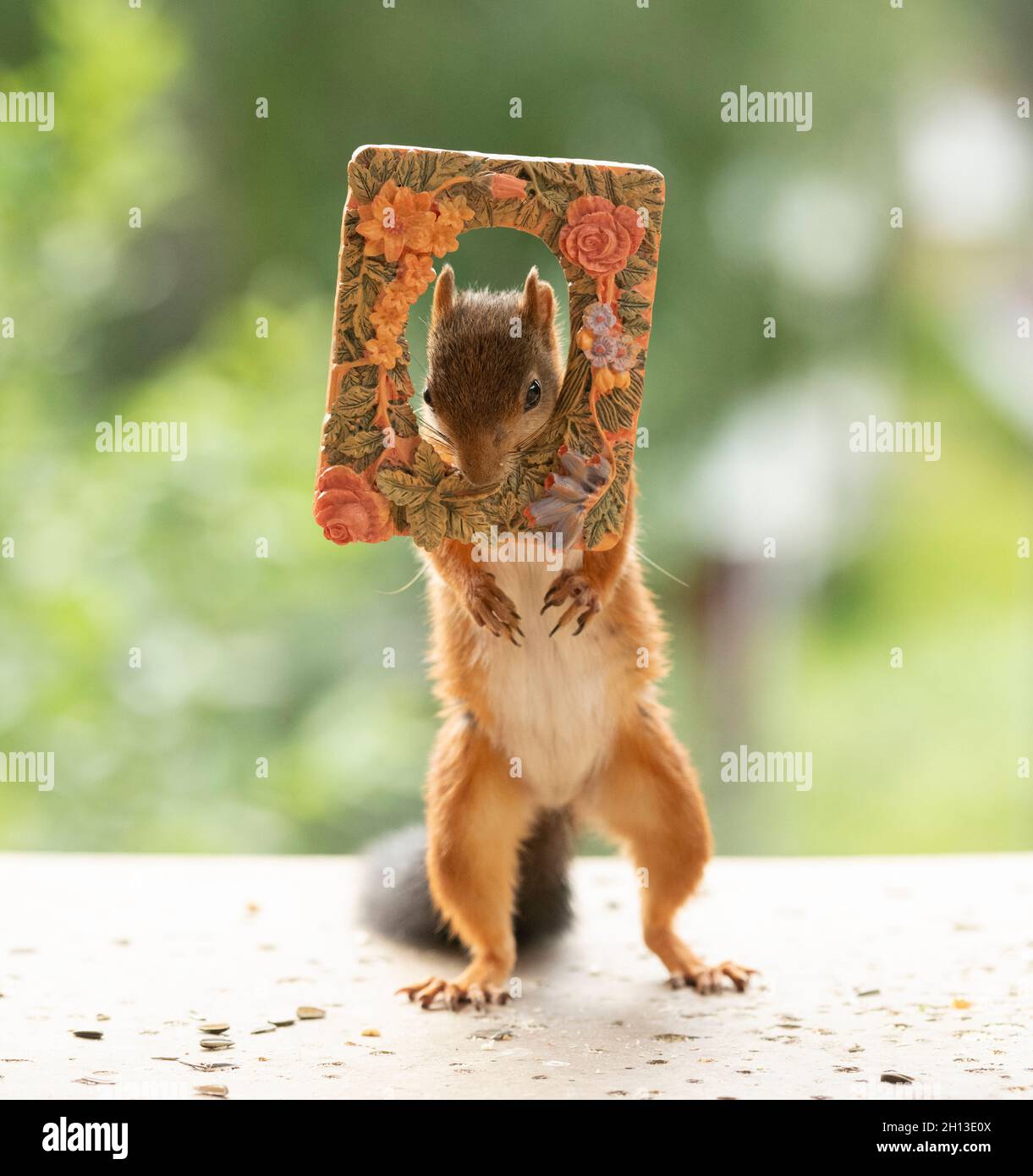 Animal photo frame hi-res stock photography and images - Alamy