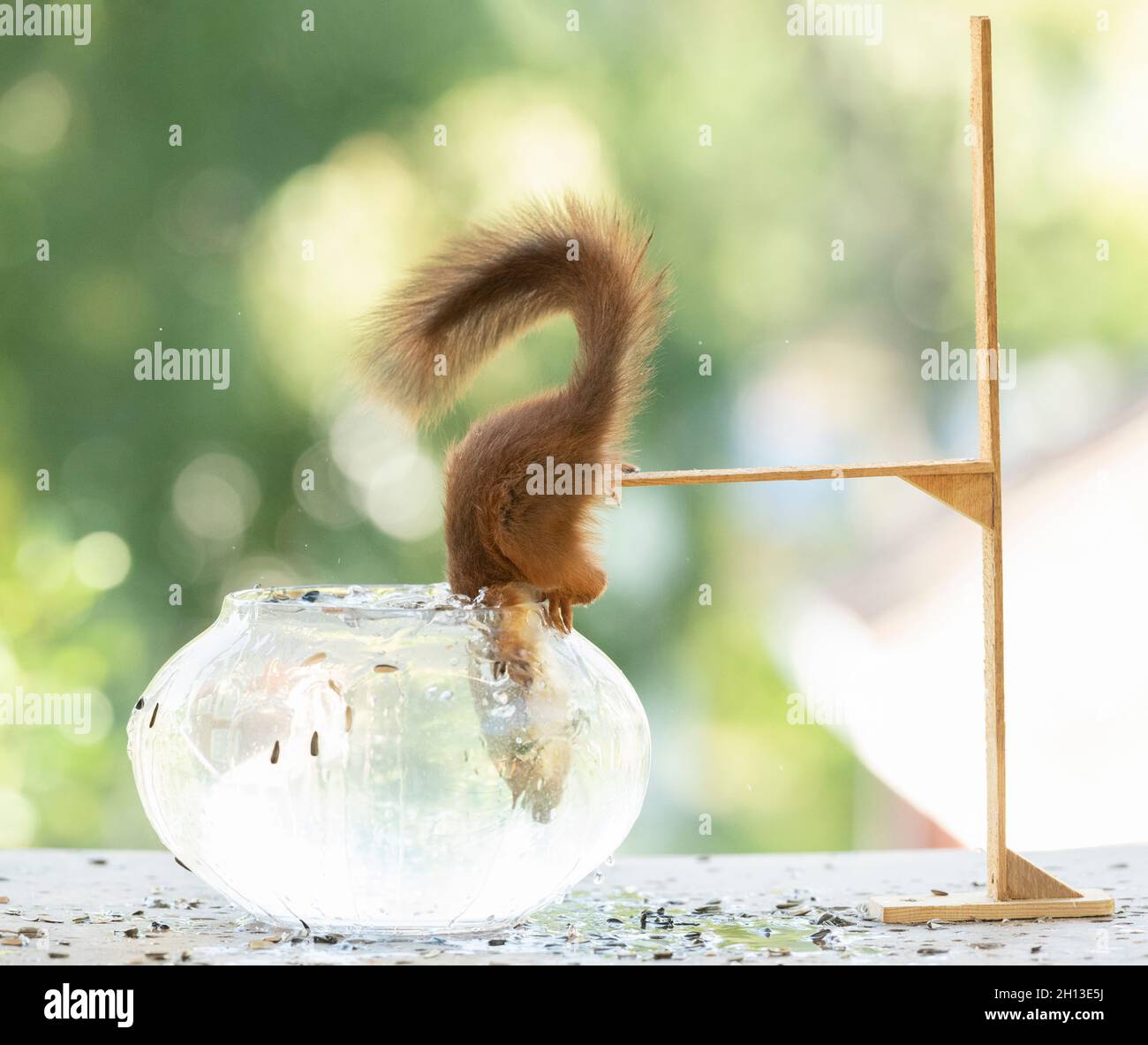 Squirrel swimming hi-res stock photography and images - Alamy