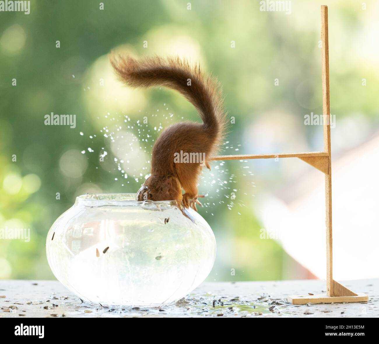 Squirrel swimming hi-res stock photography and images - Alamy