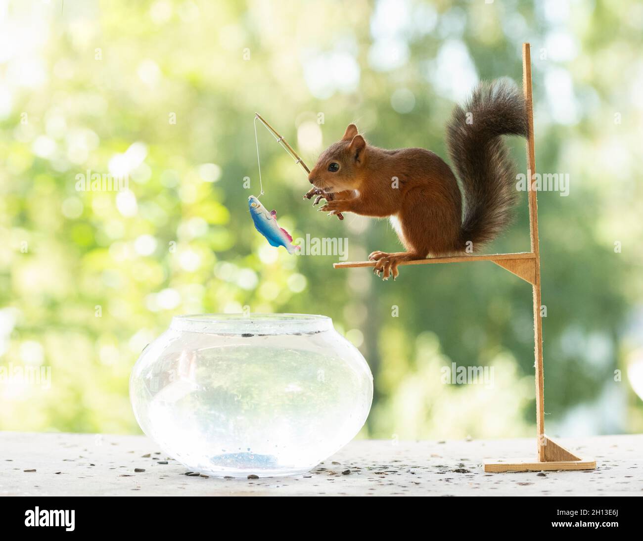 Squirrel swimming hi-res stock photography and images - Alamy